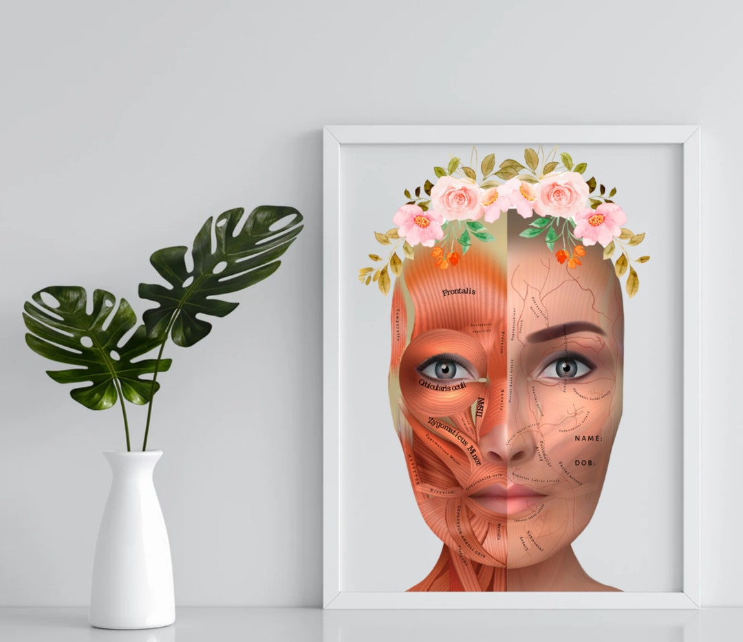 Facial Arteries Veins and Muscles for Injector Botox Dermal Filler ...