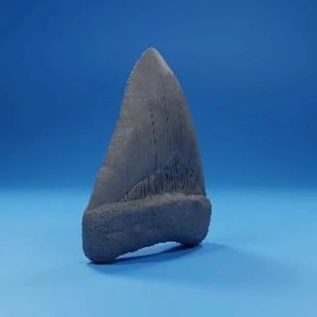 Megalodon Tooth STL 3D Model, Dinosaur Fossil Replica Digital Download ...