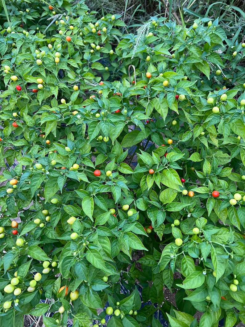 Dried Wiri Wiri Pepper - Etsy