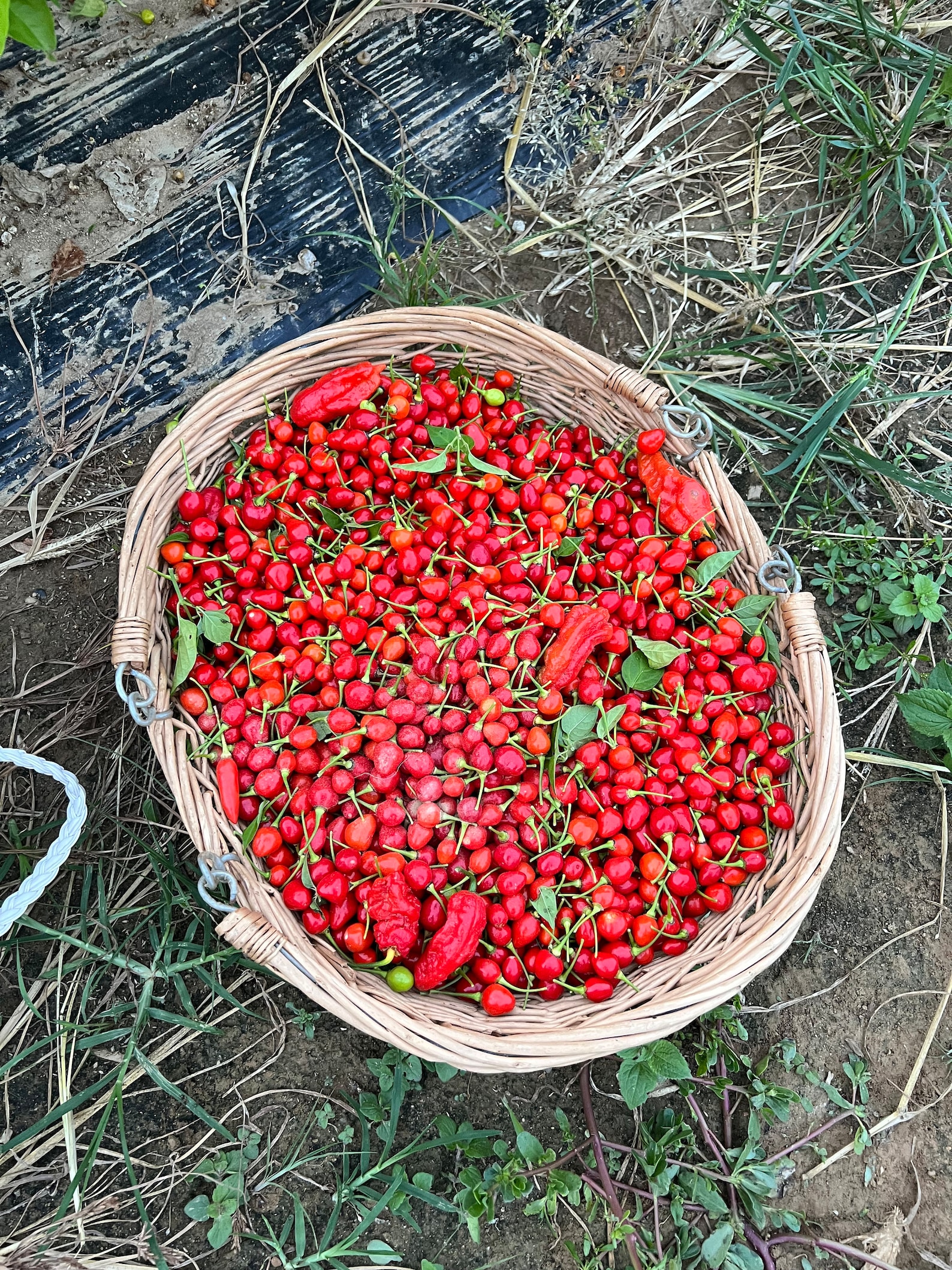 Dried Wiri Wiri Pepper - Etsy