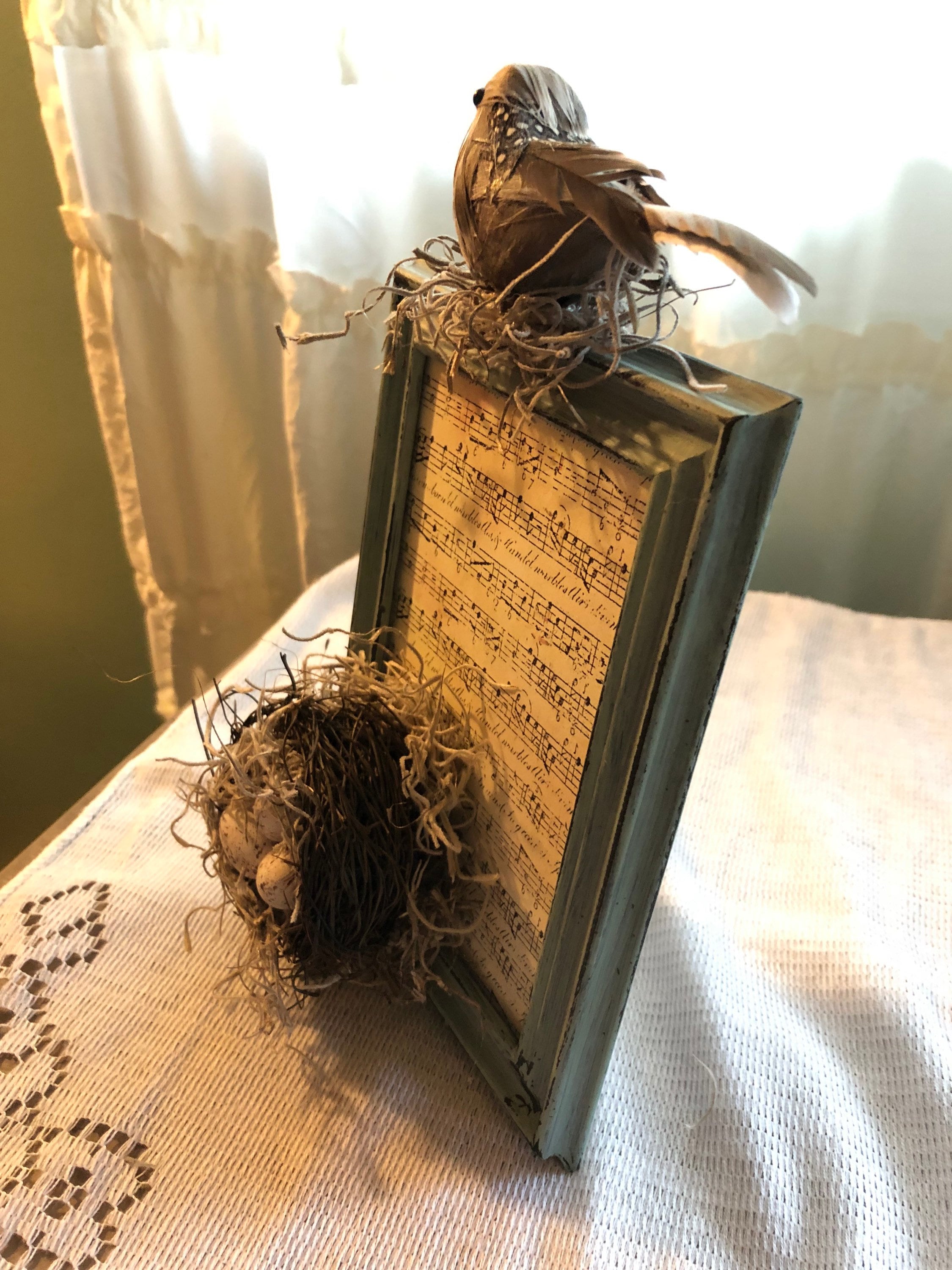 Framed Bird Nest With Eggs and Bird - Etsy