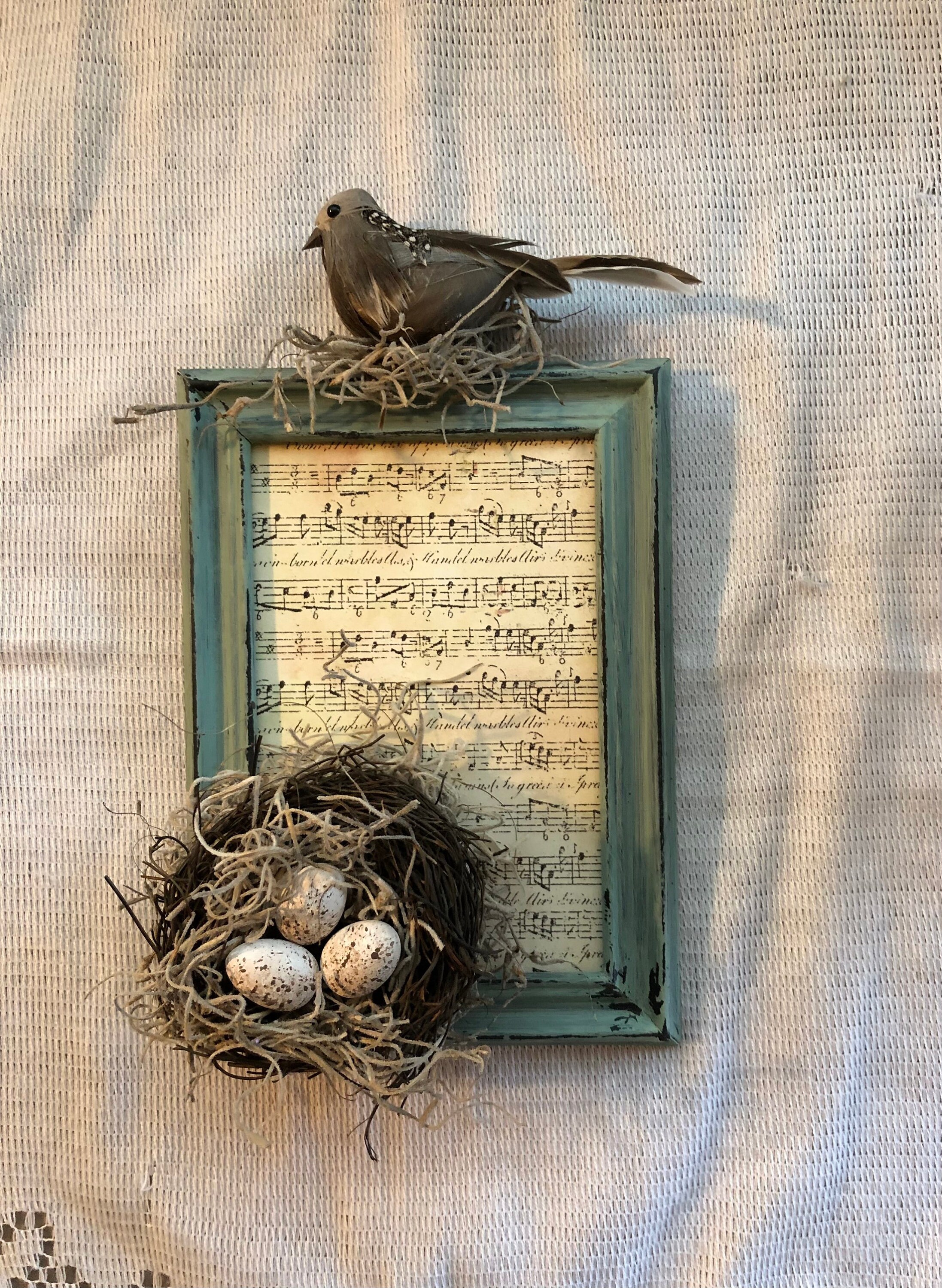 Framed Bird Nest With Eggs and Bird - Etsy