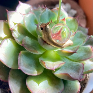 Orb Snail 1 2022 - Etsy