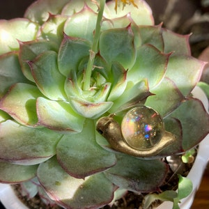 Orb Snail 1 2022 - Etsy