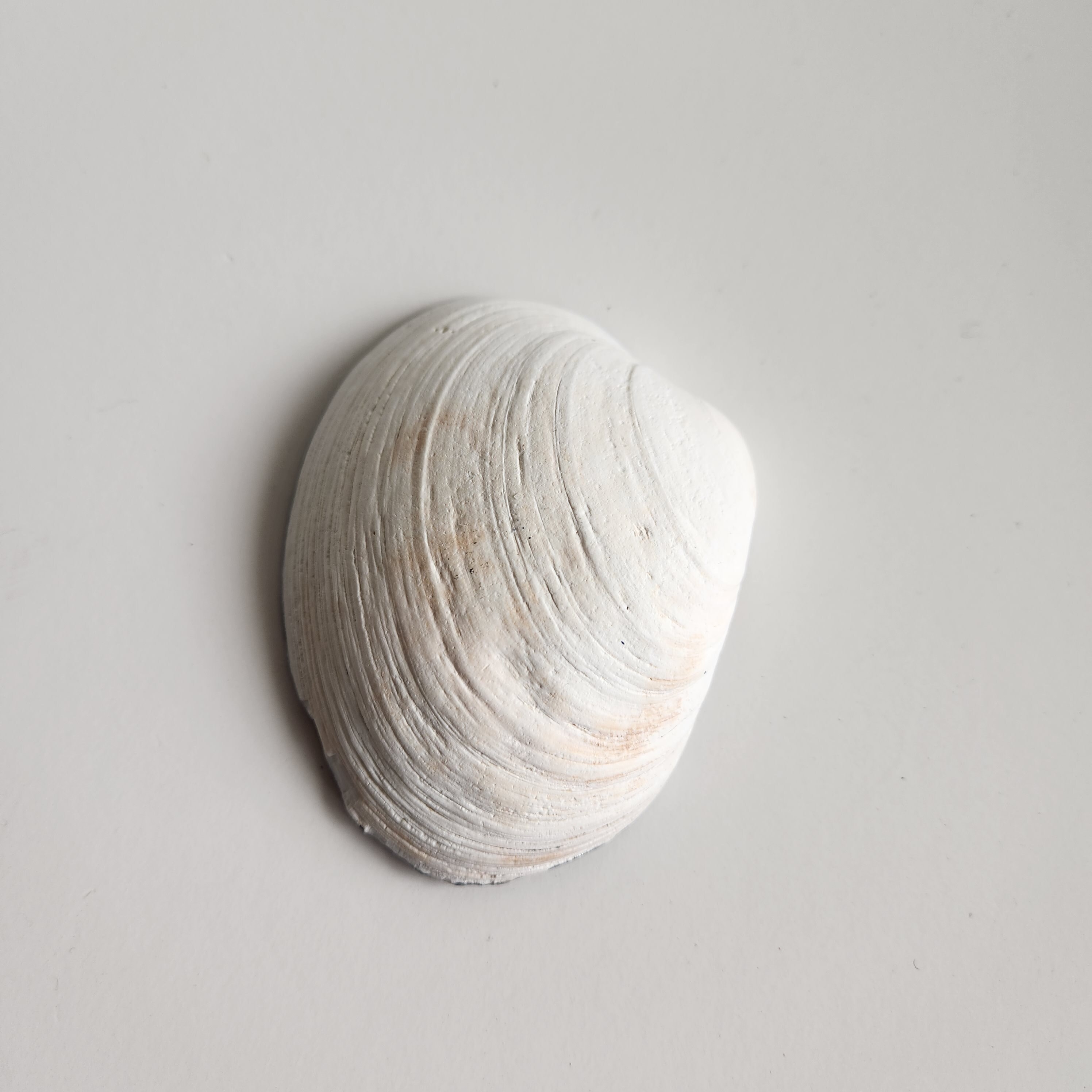 Clam Shell Trinket Dish Ring Dish Palm Trees at Sunset - Etsy