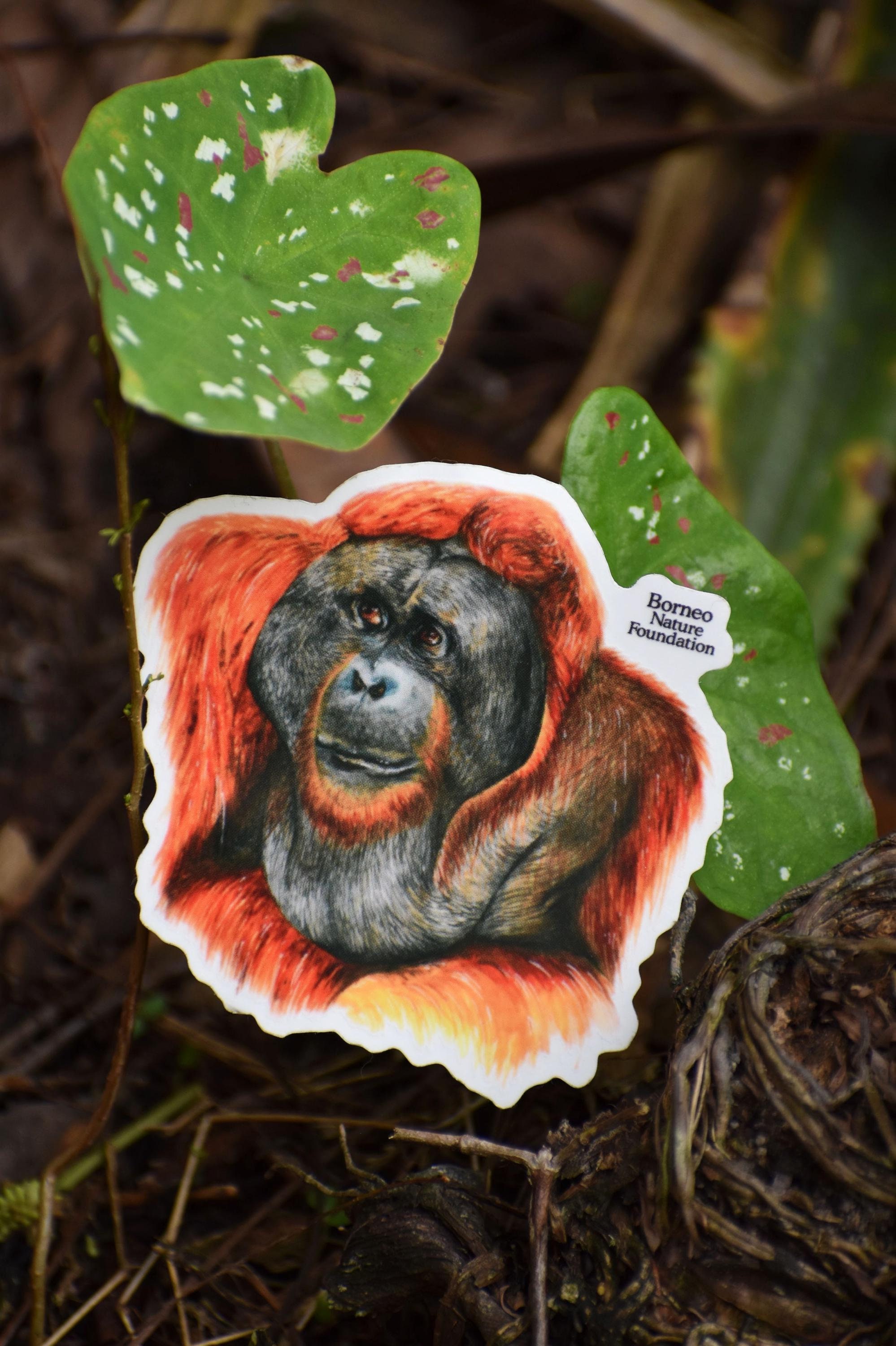 Suzi Sitai X Borneo Nature Foundation Art Stickers - Orangutan, Snow ...