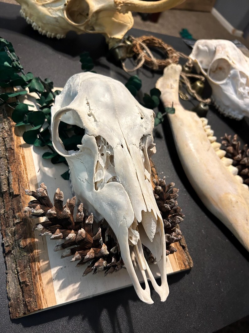 Yule Skull Art - Etsy