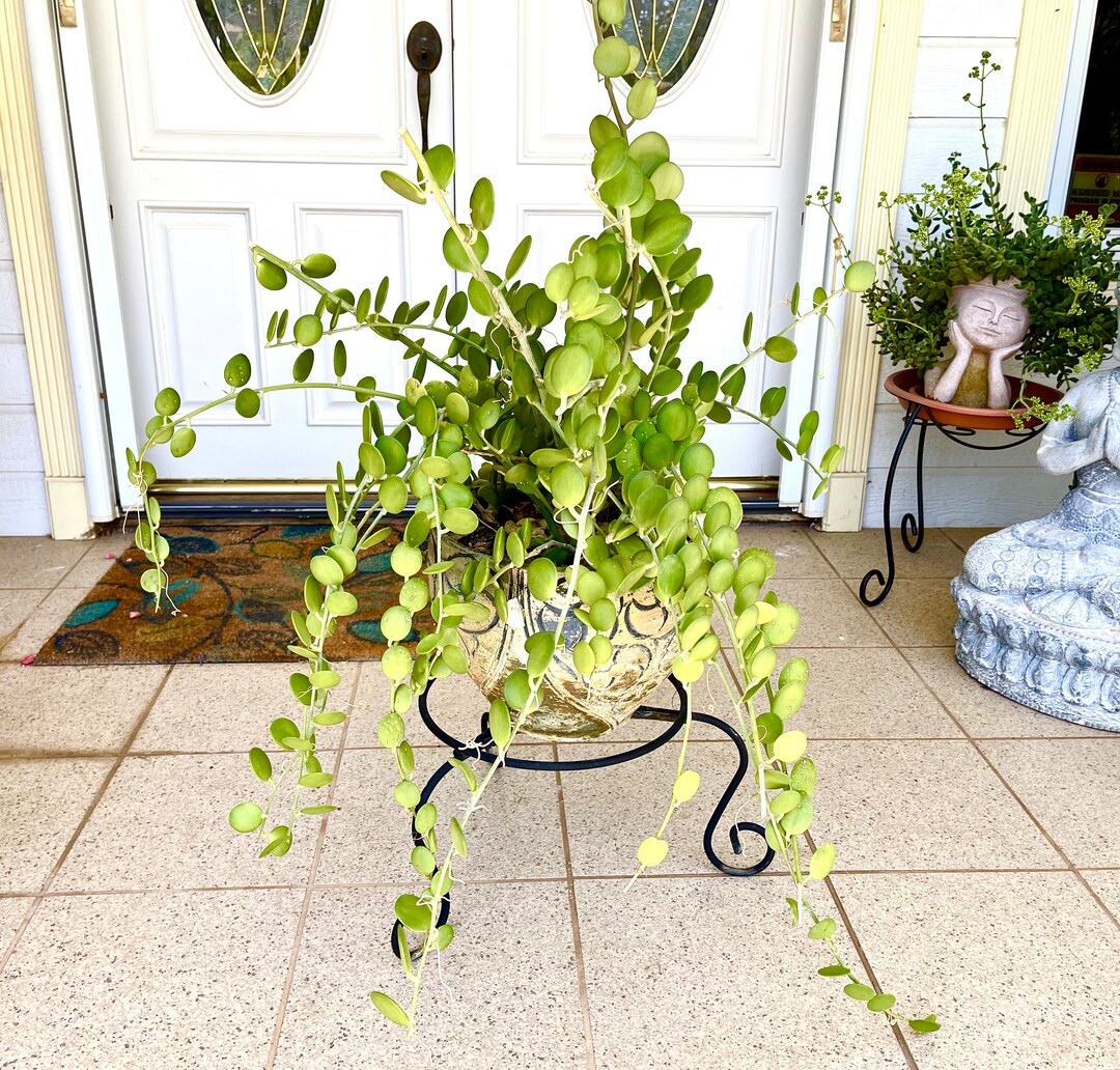 Silver Dollar Vine Xerosicyos Danguyi Plant String of Coins - Etsy