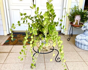 Silver Dollar Vine / String of Coins 'xerosicyos - Etsy