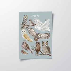 Owls Field Guide Poster, Owls of North America Wall Art, Types of Owls ...
