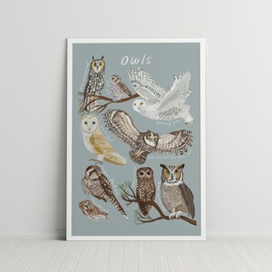 Owls Field Guide Poster, Owls of North America Wall Art, Types of Owls ...