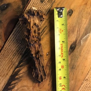 Roe Deer Antler Piece for Jewellery Making/dreamcatcher Making/crafts ...