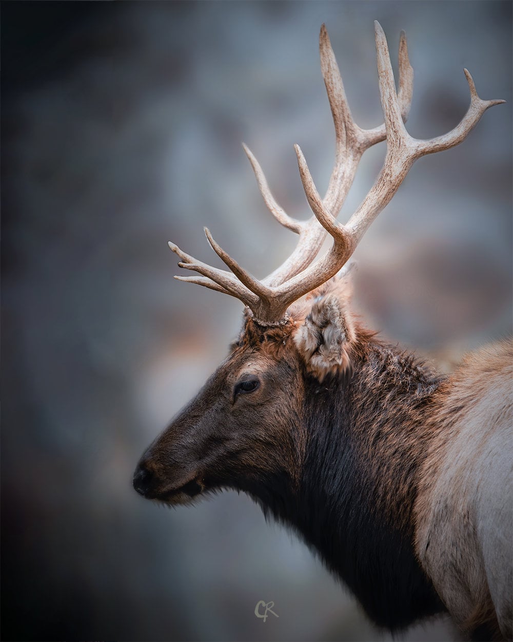 24 X 36 Framed Elk Print - Etsy