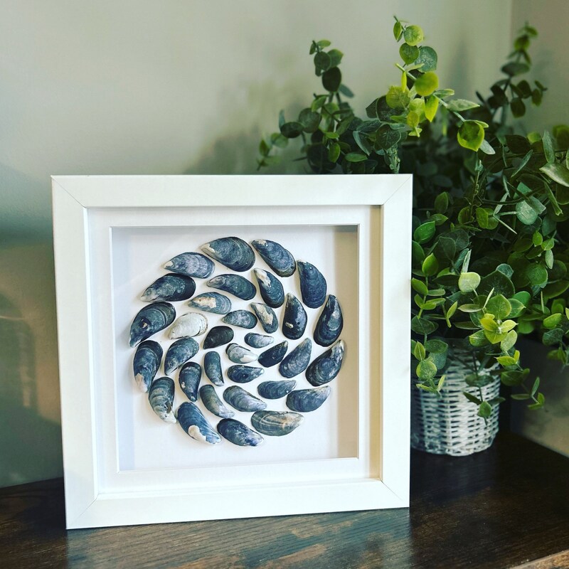 Mussel Shells - Etsy
