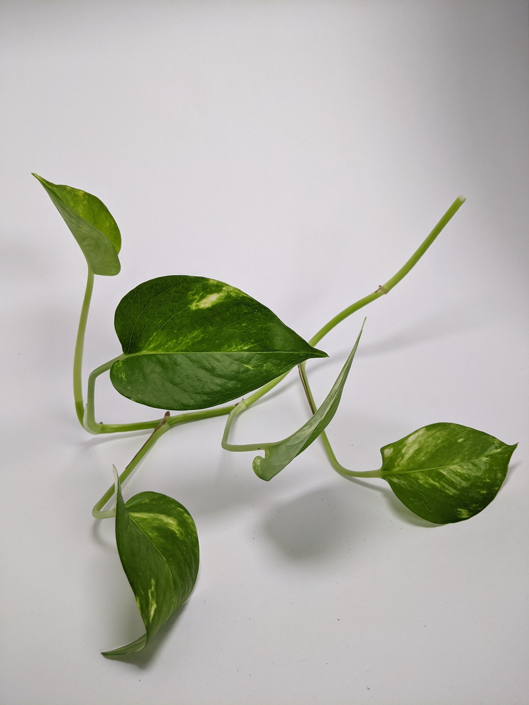 Golden Pothos Cuttings / House Plant Cuttings / Easy Indoor Plants ...