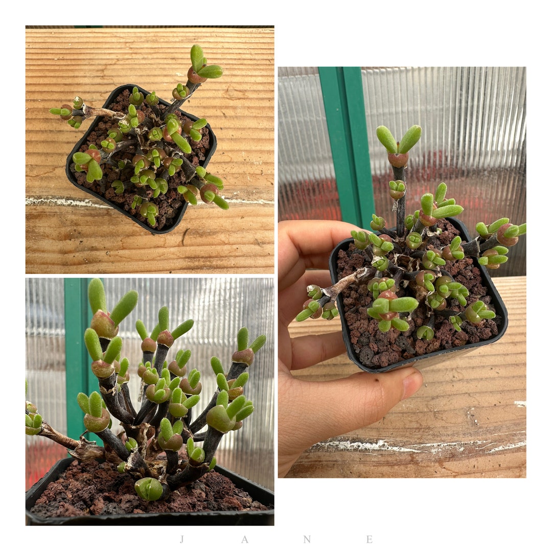 Dicrocaulon Ramulosum - Etsy
