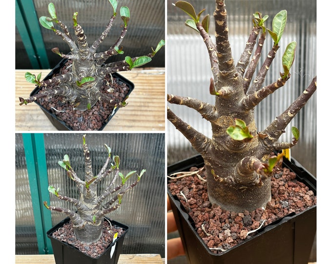 Adenium Arabicum ‘black Skin’ - Etsy