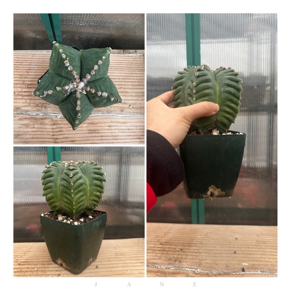 Astrophytum Seeds - Etsy