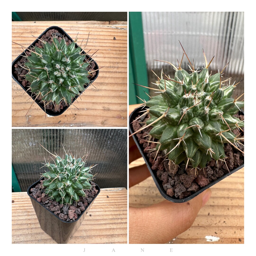 Mammillaria Compressa 'hakuryu Cream Nishiki' - Etsy