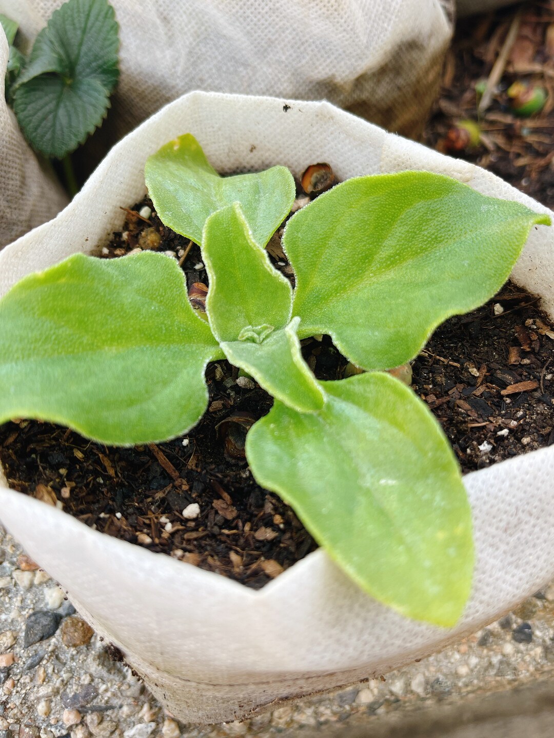 NOT SEED ! Rare Succulent Ice Plant / Chrystalline Ice Plant/ Edible ...