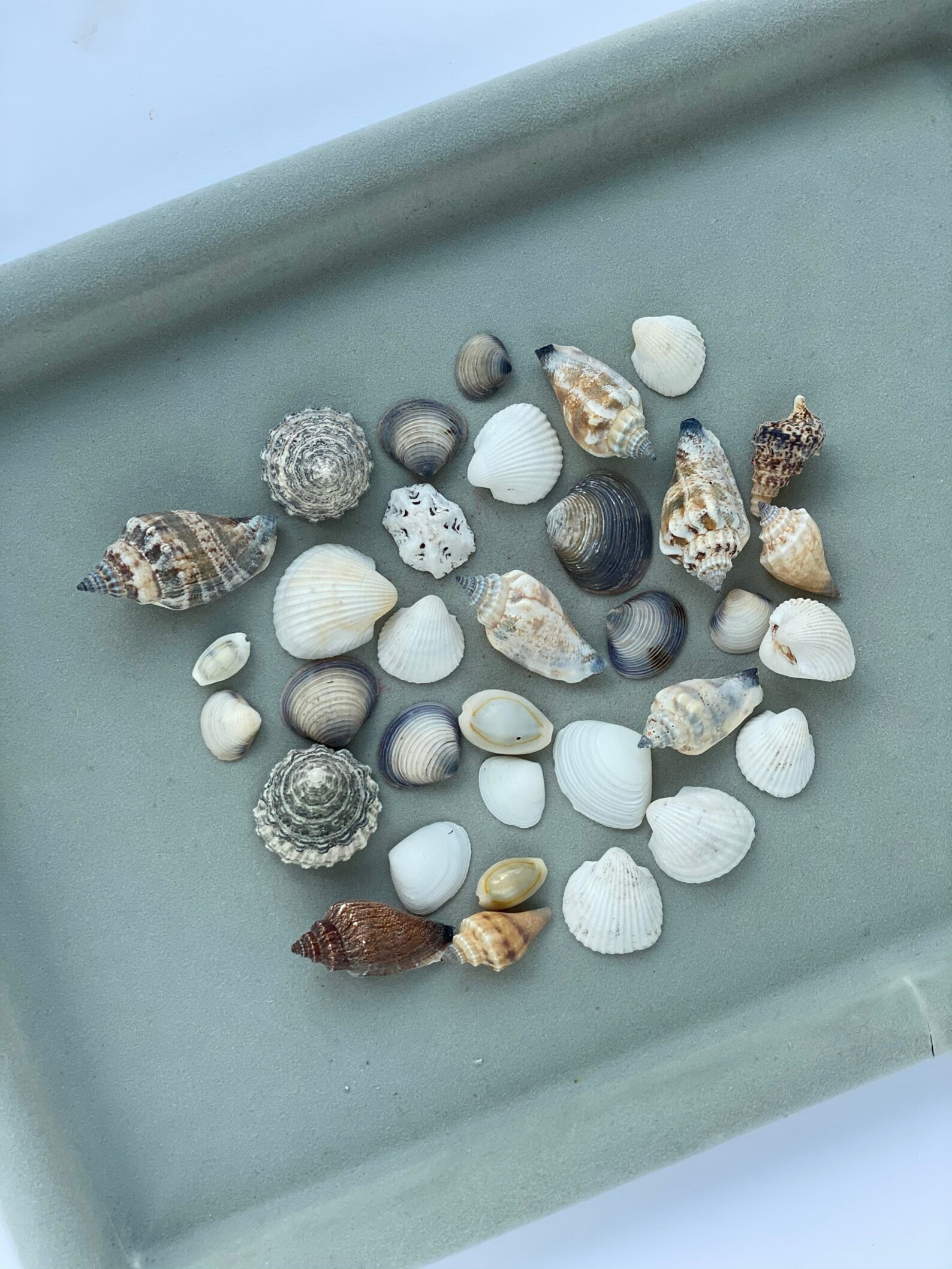 Small Sea Shell Mix for Resin Jewelry Making Tiny Seashells - Etsy