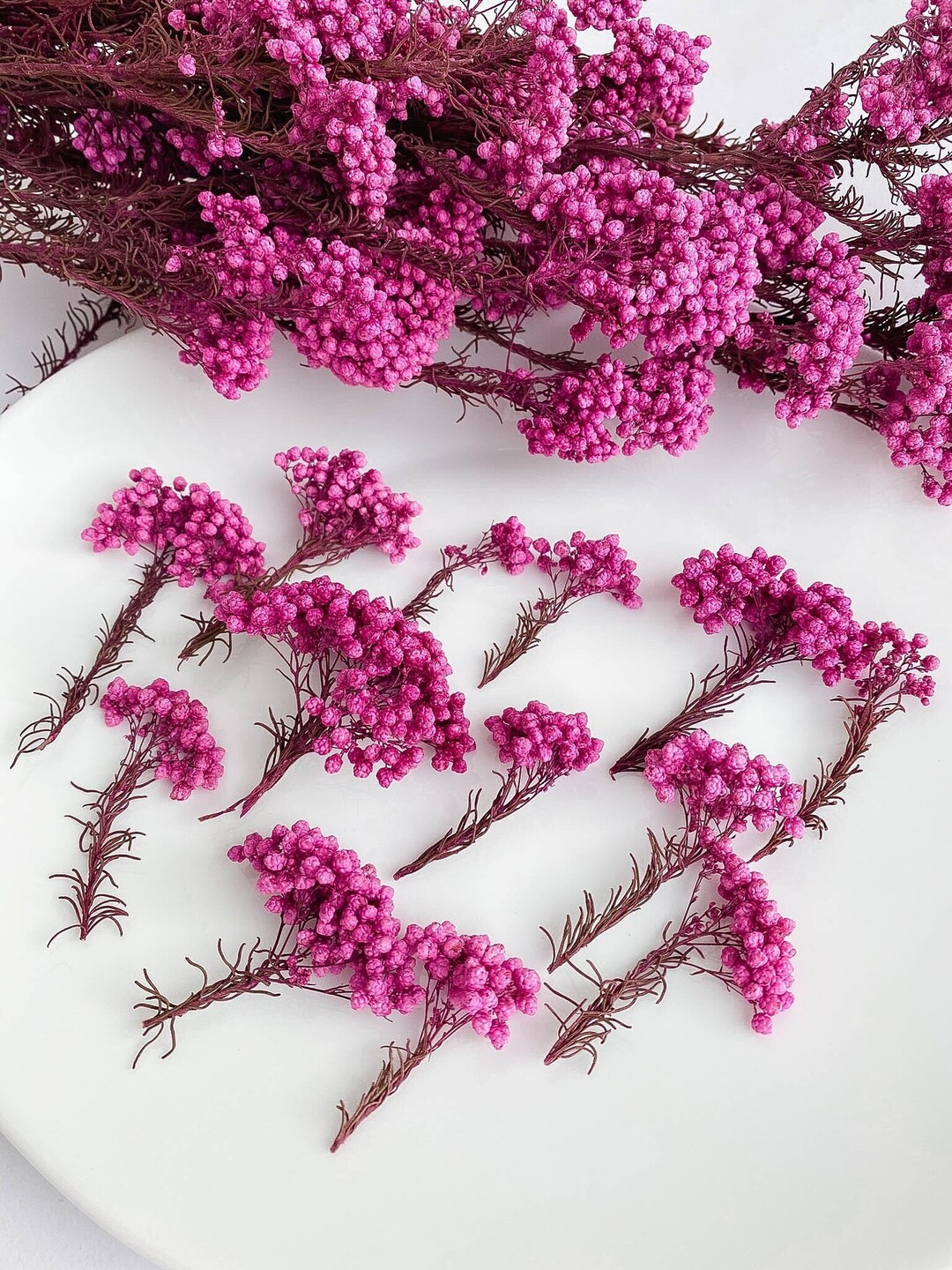 Dried Flowers for Resin Jewelry, Real PINK Ozothamnus Flowers, Dry ...