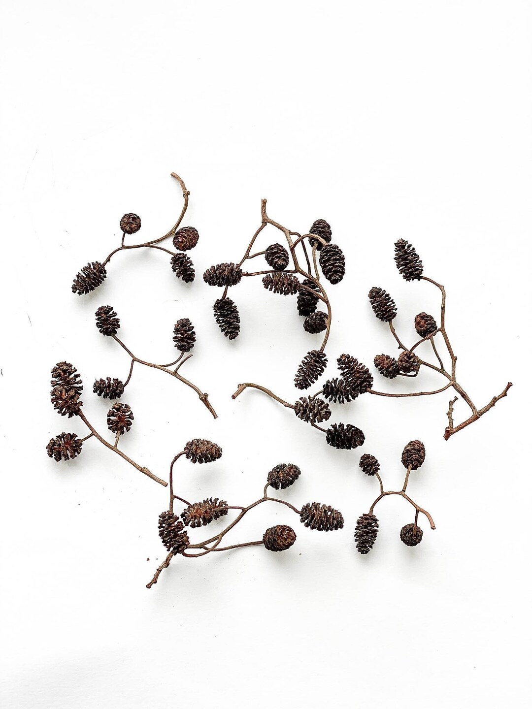 Dried Tiny Cones Small Alder Cones Forest Supplies for Resin - Etsy