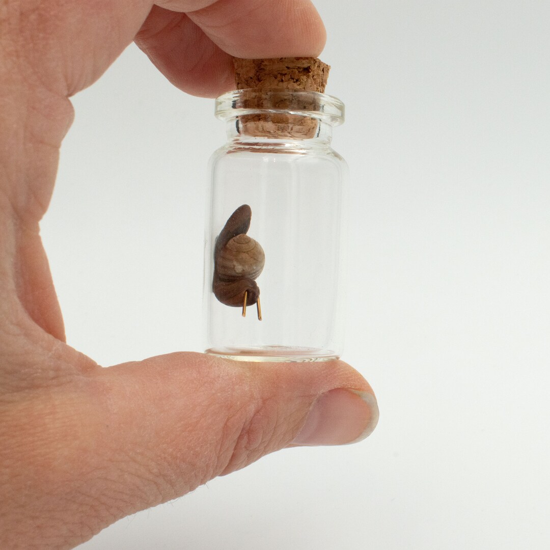 Micro Clay - Snail in a Bottle, Garden Collection. - Etsy