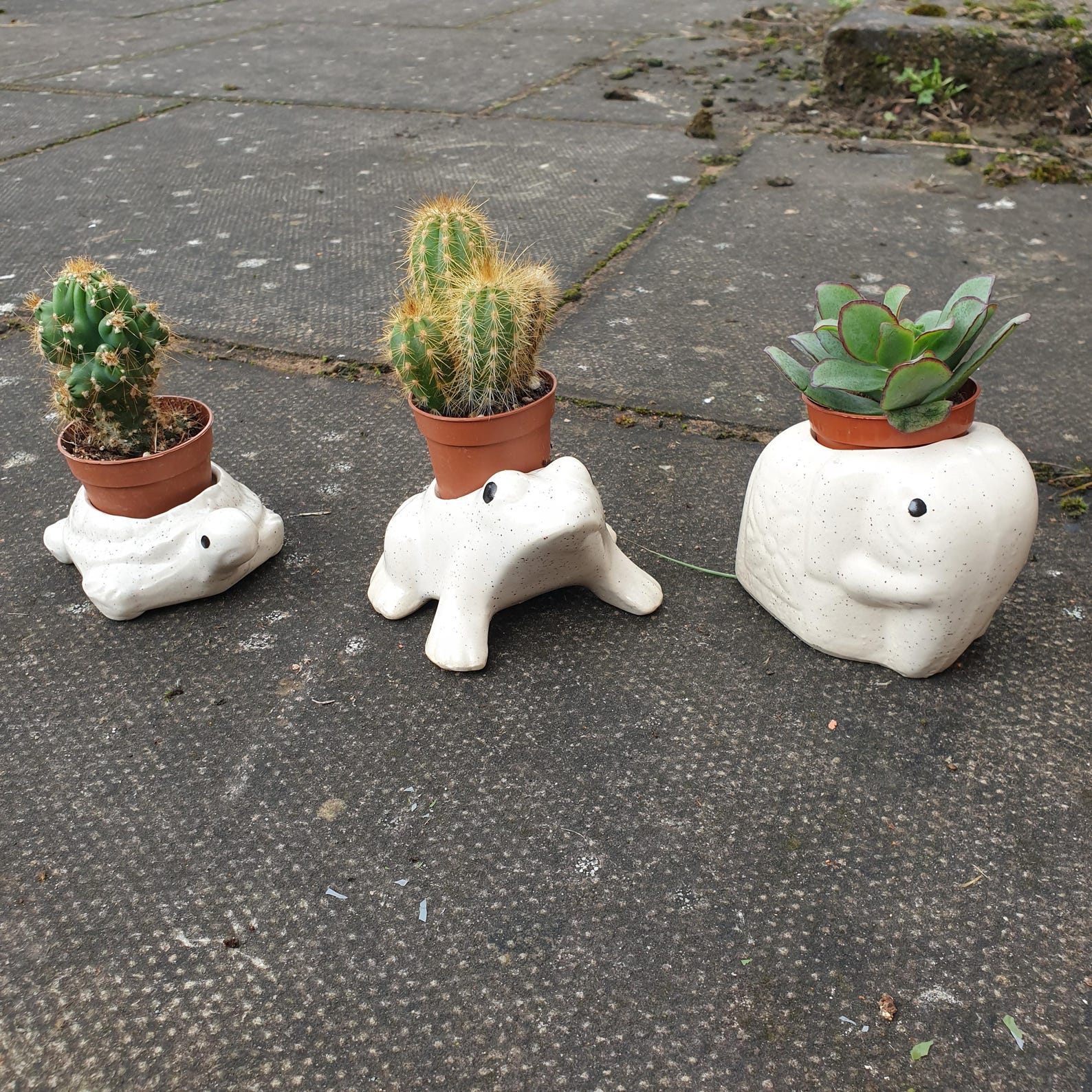 Cute Miniature Animal Ceramic Planter Pot | White Elephant | Kids Pots ...