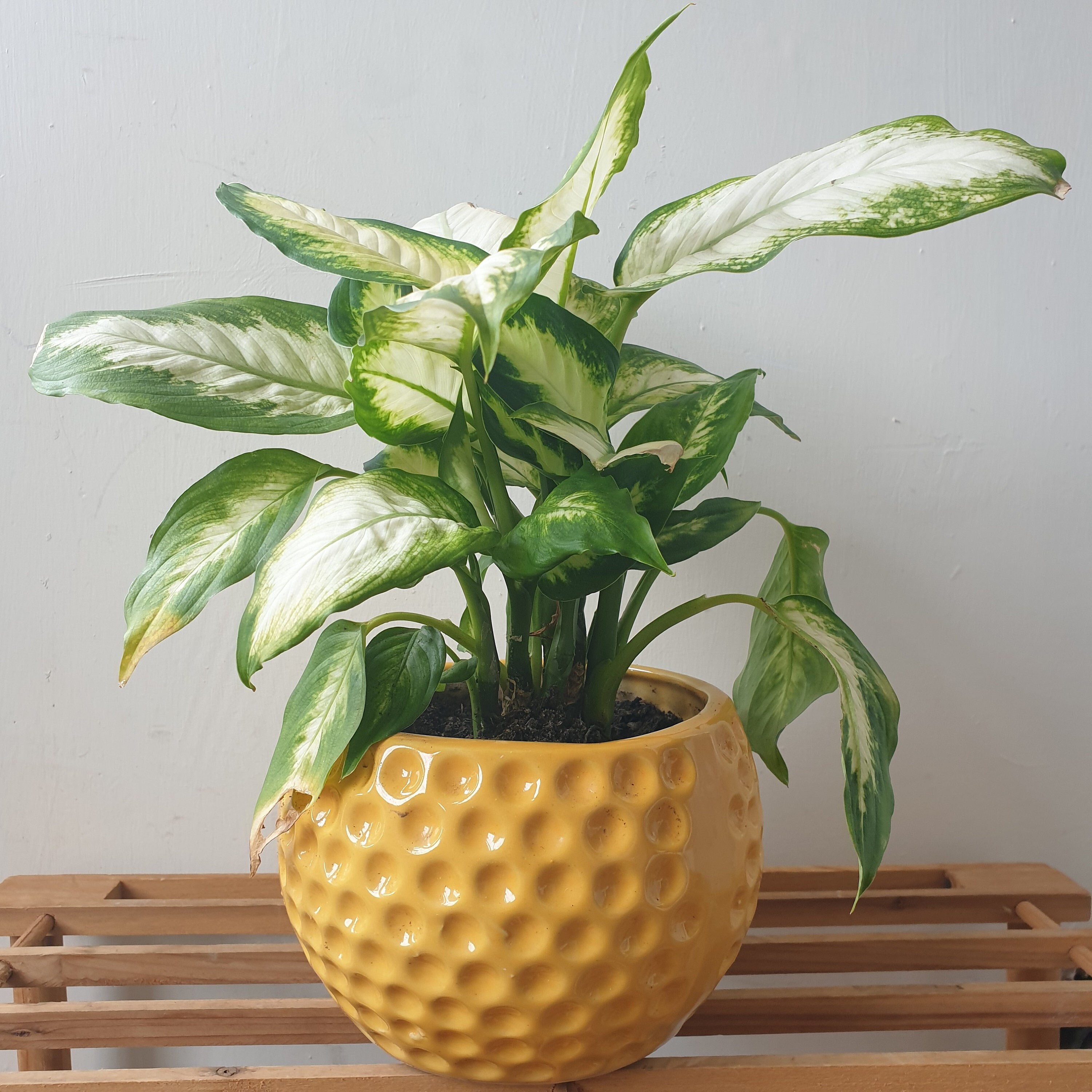 Art Deco Golf Ball Ceramic Planter Pot | Hammered Dotted Design Flower ...