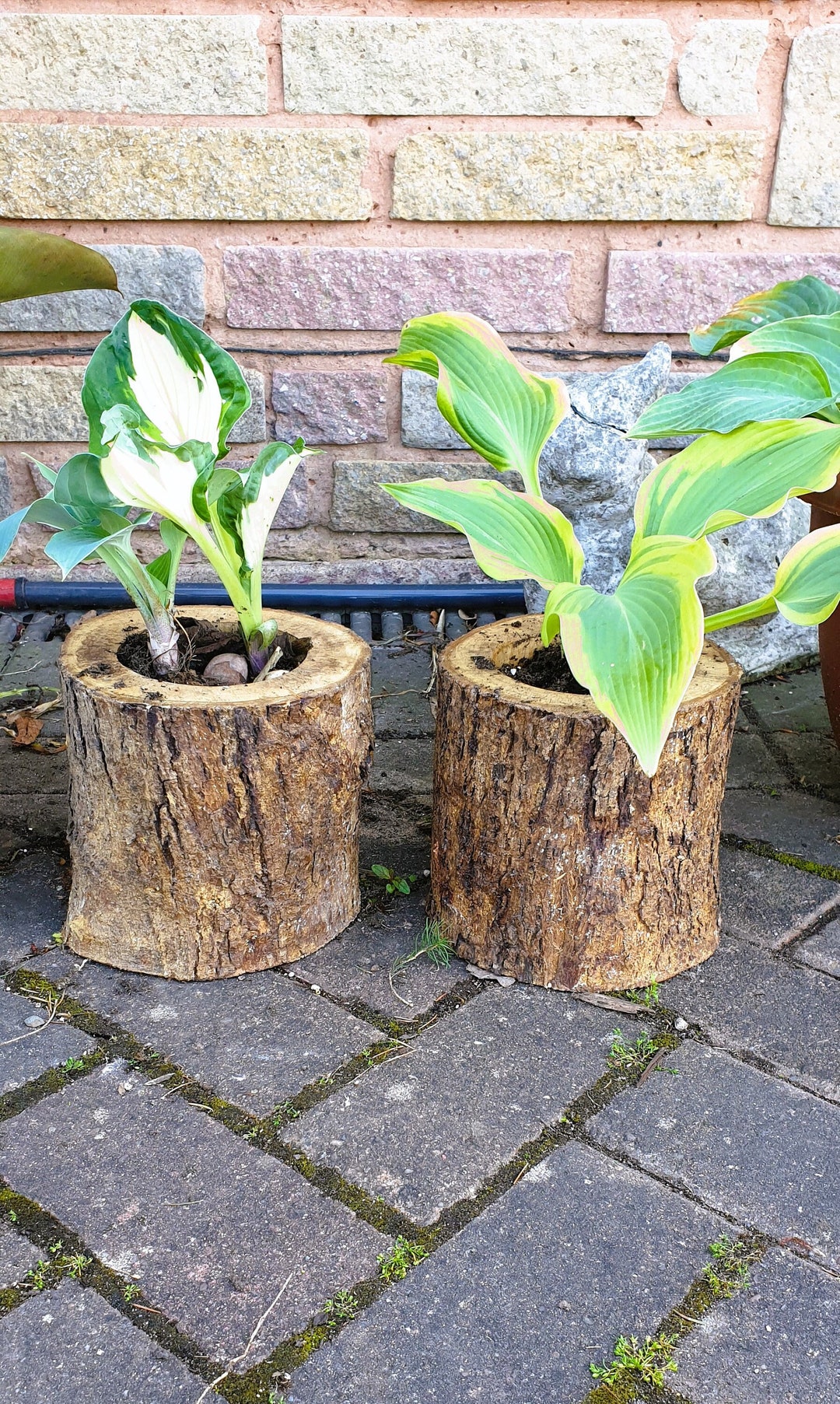 100% Natural Rustic Mango Wood Tree Stump and Bark Planter Pot With ...