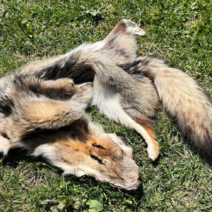 Coyote Pelt Natural Colored Coyote Fur Genuine Wild Animal - Etsy