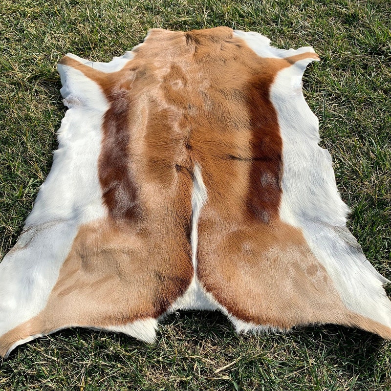Springbok Hide - Etsy