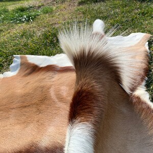 Springbok Pelt Genuine Deer Fur Blesbok Antelope Pelt Natural Color ...