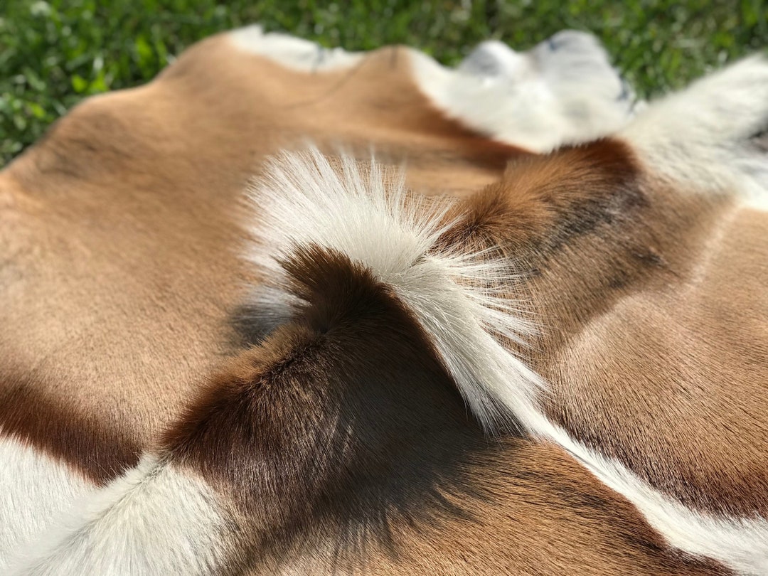 DECORATIVE SPRINGBOK PELT Rare African Deer Fur Natural Animal Hide for ...