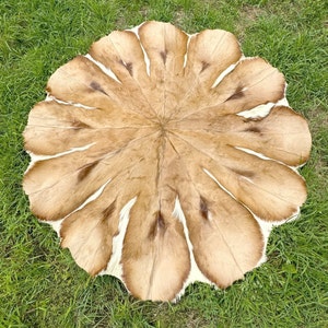 Springbok Carpet, 66x66 Inches Fur Carpet, Leather Rug, 12pcs Springbok ...