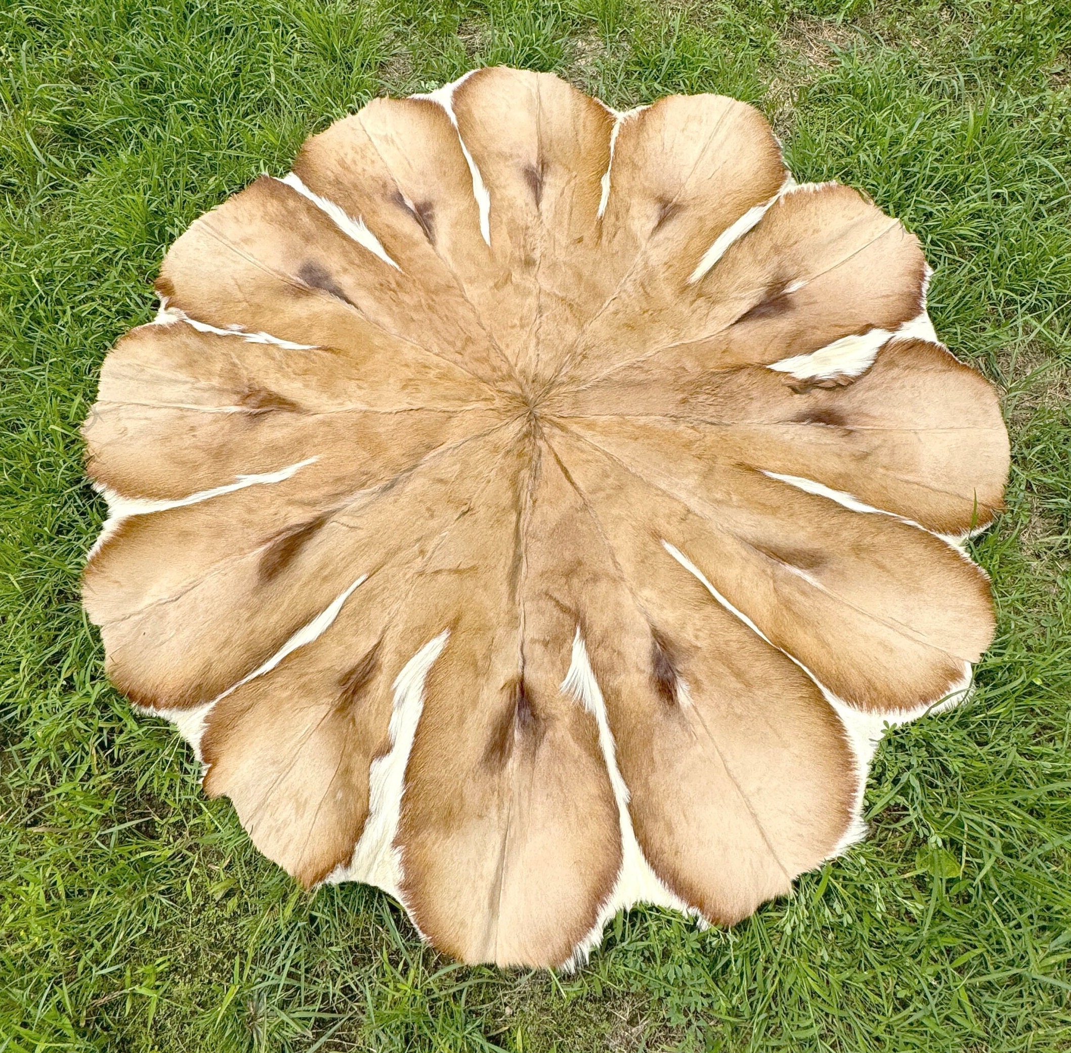 Springbok Carpet, 66x66 Inches Fur Carpet, Leather Rug, 12pcs Springbok ...