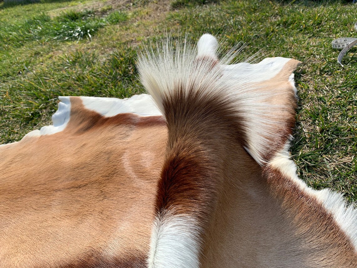 Springbok Pelt Genuine Deer Fur Blesbok Antelope Pelt Natural Color ...