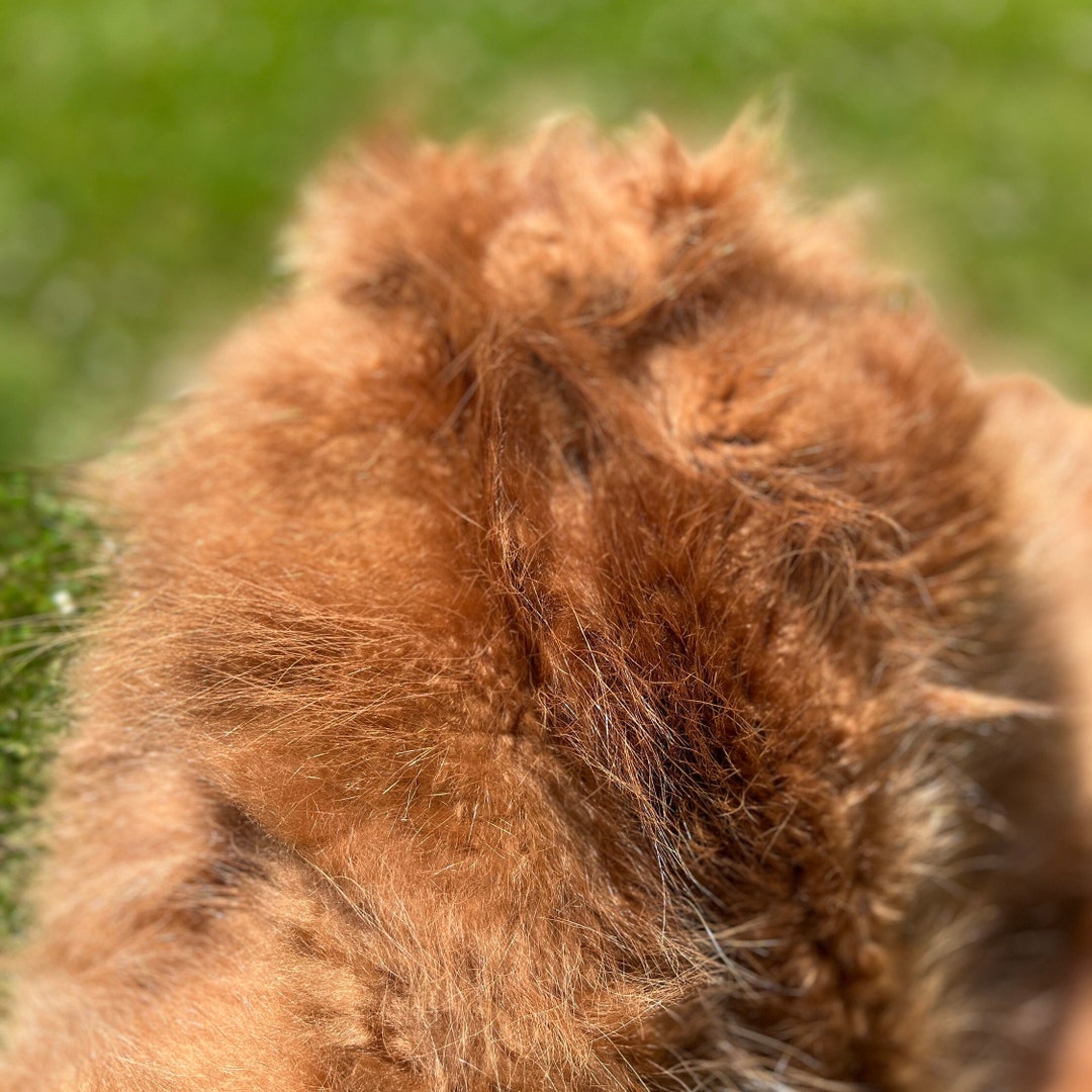 Genuine Raccoon Fur, Throw Fur Plate, Natural Color Fur, Real Animal ...