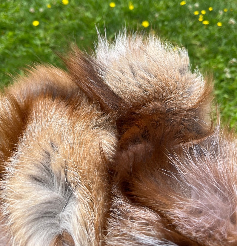 Fox Hide for Altars Wild Fox Fur Canadian Fox Pelt - Etsy