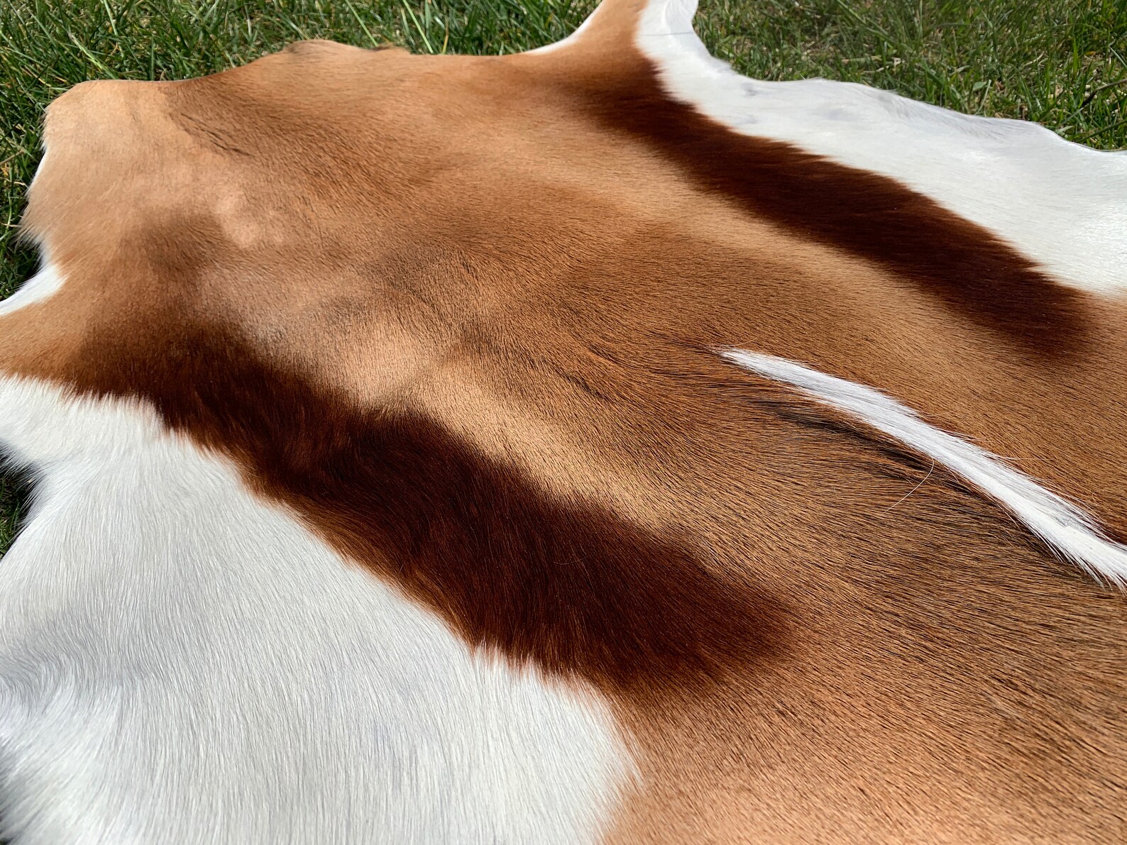 Springbok Pelt Natural Color Genuine Deer Fur Blesbok Antelope Pelt ...