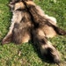 Genuine Finland Raccoon Large Size Hunting Animal Pelt Fluffy Soft ...