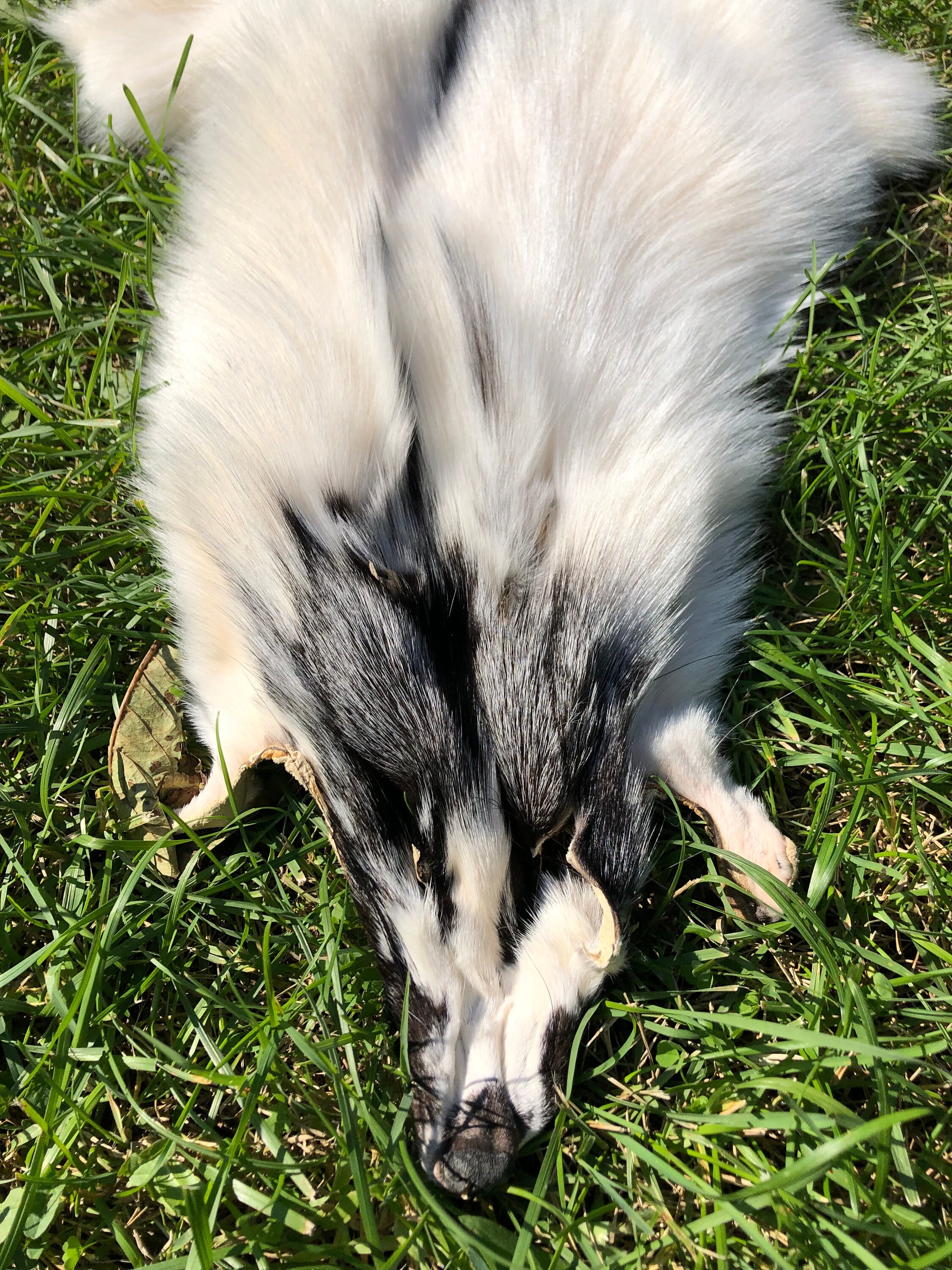 Black Striped White Arctic Fox, Altar Fur for Pagan Rites, Sacred Fox ...