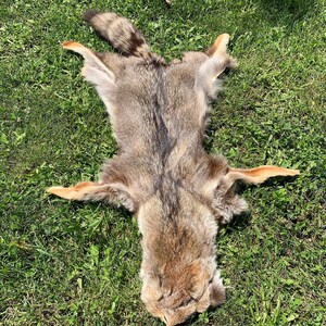 Coyote Pelt Natural Colored Coyote Fur Genuine Wild Animal - Etsy