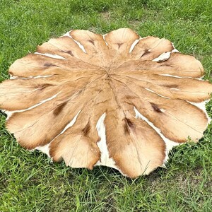 Springbok Carpet, 66x66 Inches Fur Carpet, Leather Rug, 12pcs Springbok ...