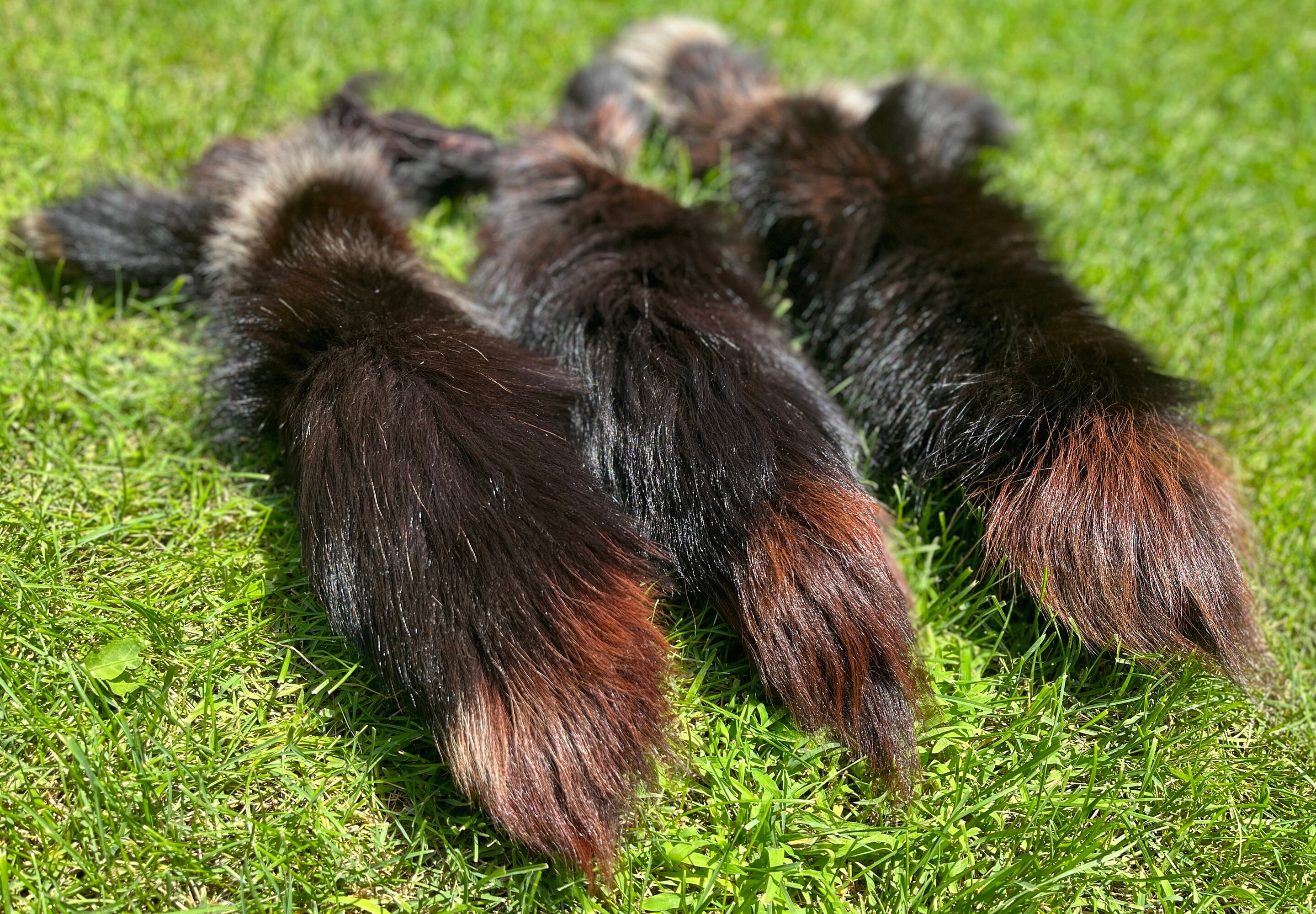 9 Different Color Foxtails Cat Dog Toys Pet Toys Fox Fur - Etsy UK