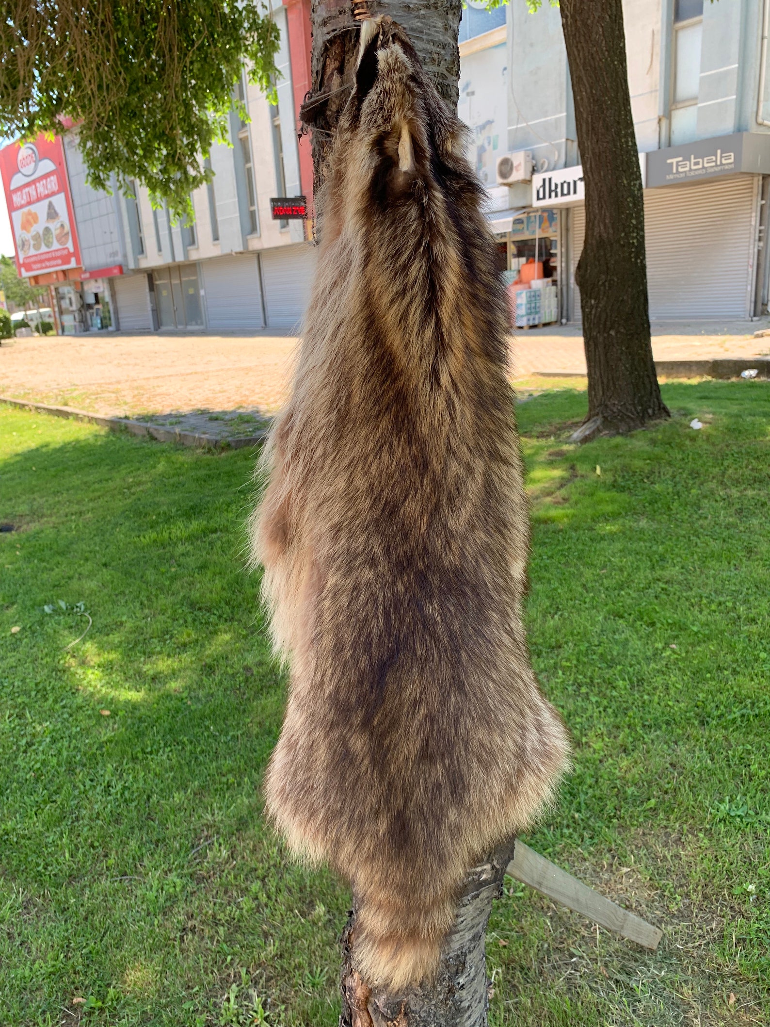 Genuine North American Raccoon Fur Long Soft Black Striped Tail Real ...
