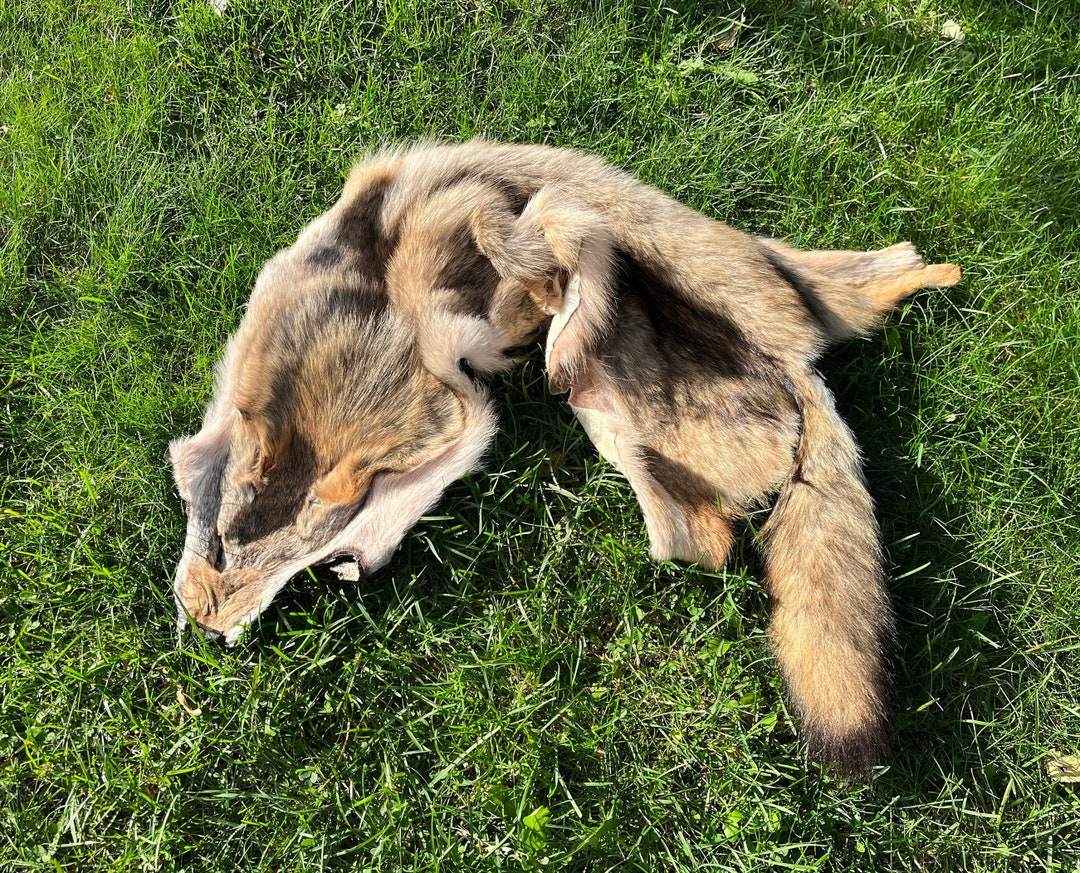 Wild Coyote Pelt Natural Colored Coyote Fur Genuine Wild Animal Skin ...