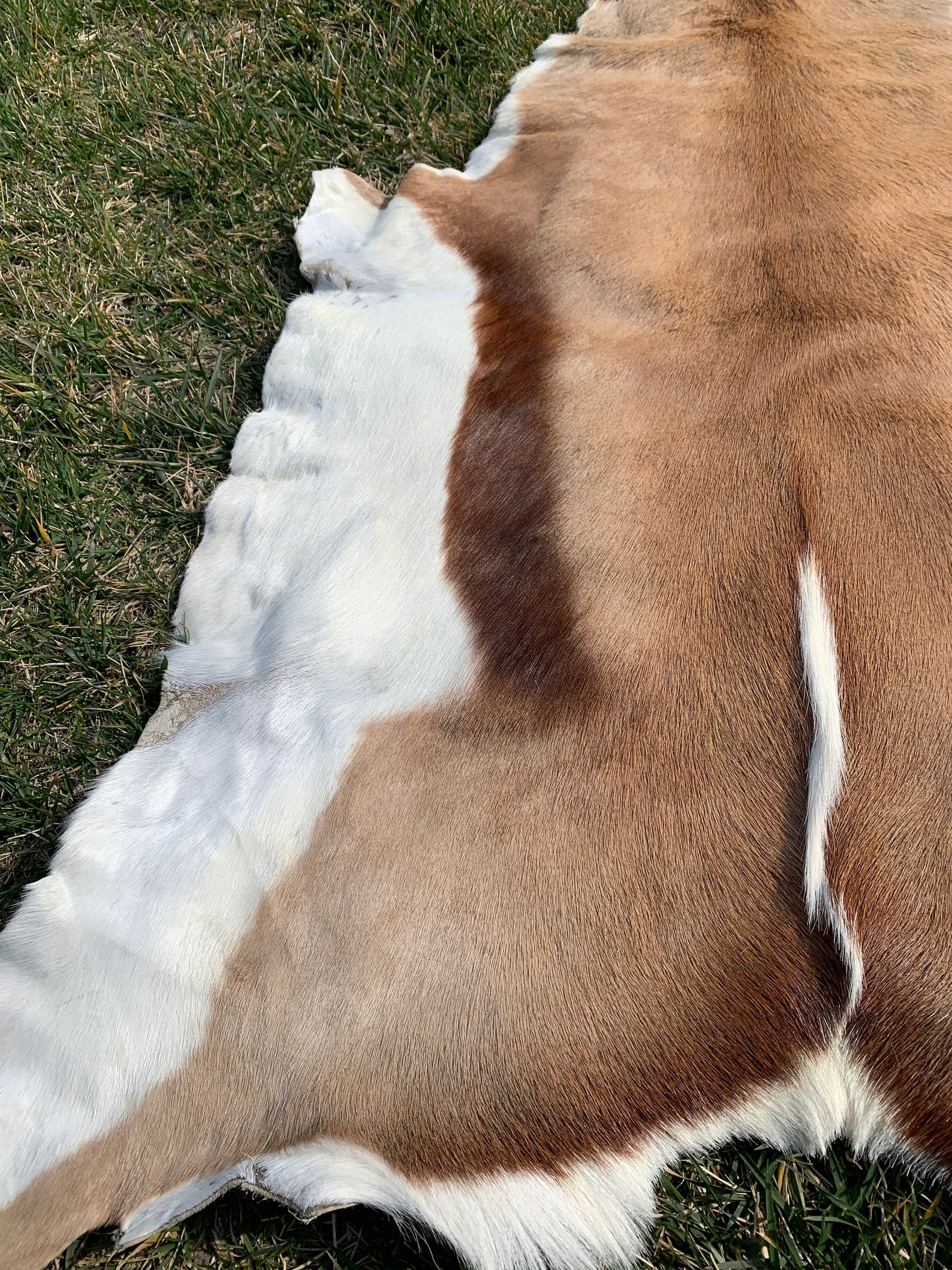 Springbok Pelt Genuine Deer Fur Blesbok Antelope Pelt Natural Color ...