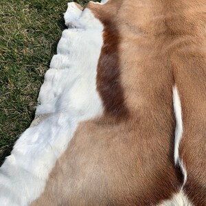 Springbok Pelt Genuine Deer Fur Blesbok Antelope Pelt Natural Color ...